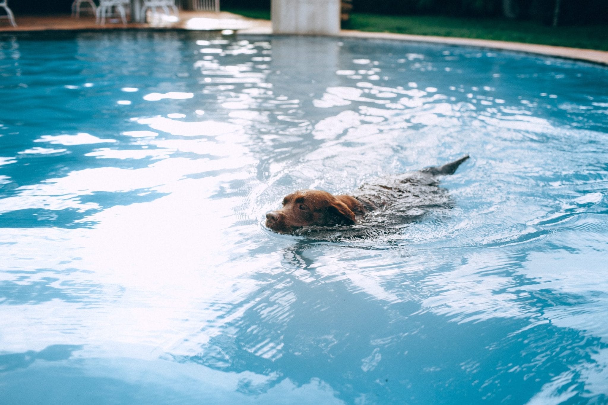 Dogs In Water - Safety Guide | The PharmPet Co